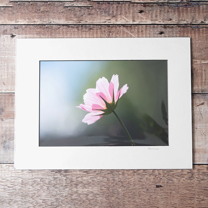 STORE | Susan Phelps Photography | Wokingham