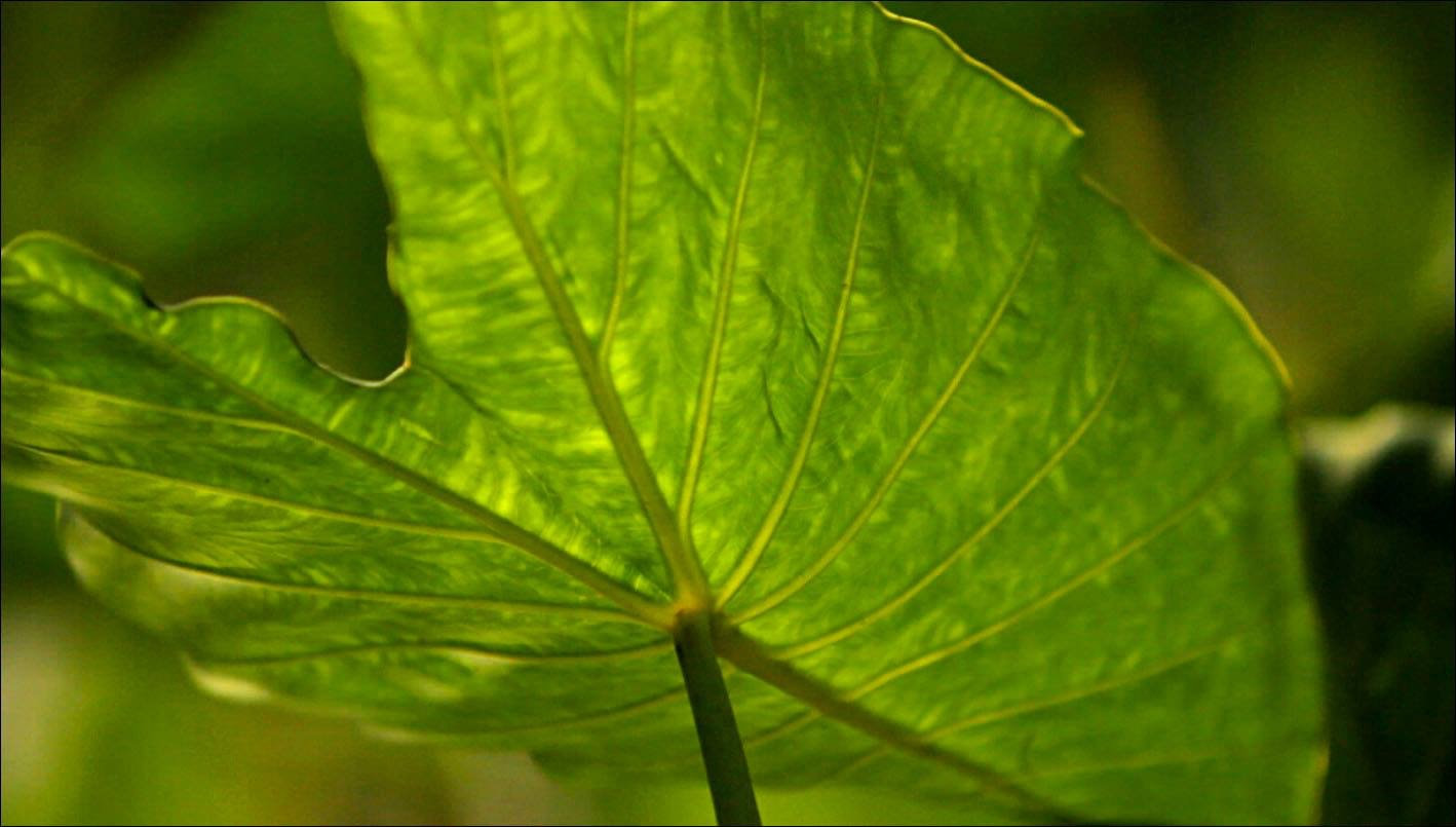 Haloa & Kalo: The Origin of Kanaka Maoli Identity