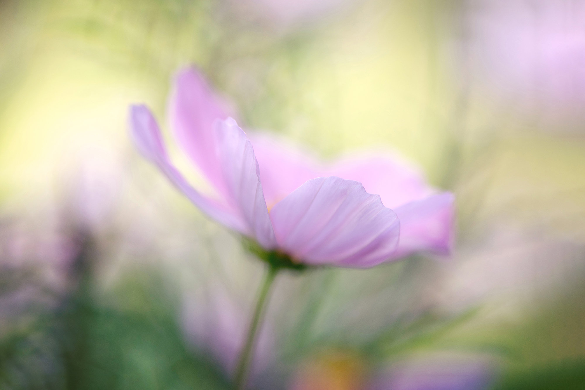 FLOWER GALLERY | Susan Phelps flower photography | Wokingham