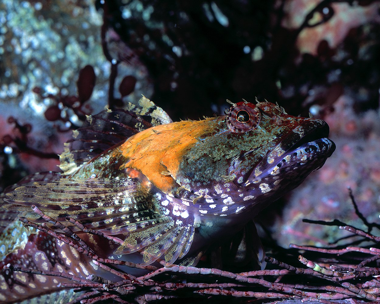 Marine Life - Jim Zuckerman photography & photo tours