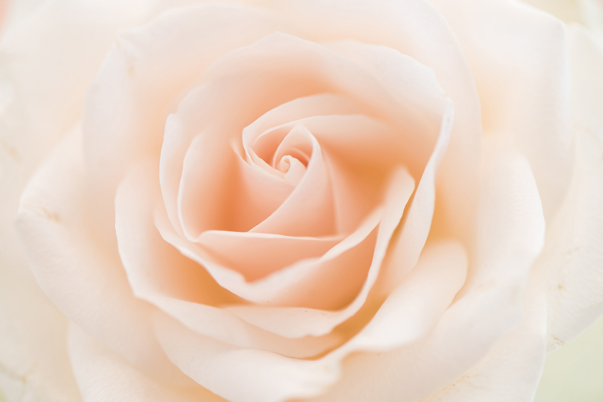 FLOWER GALLERY | Susan Phelps flower photography | Wokingham