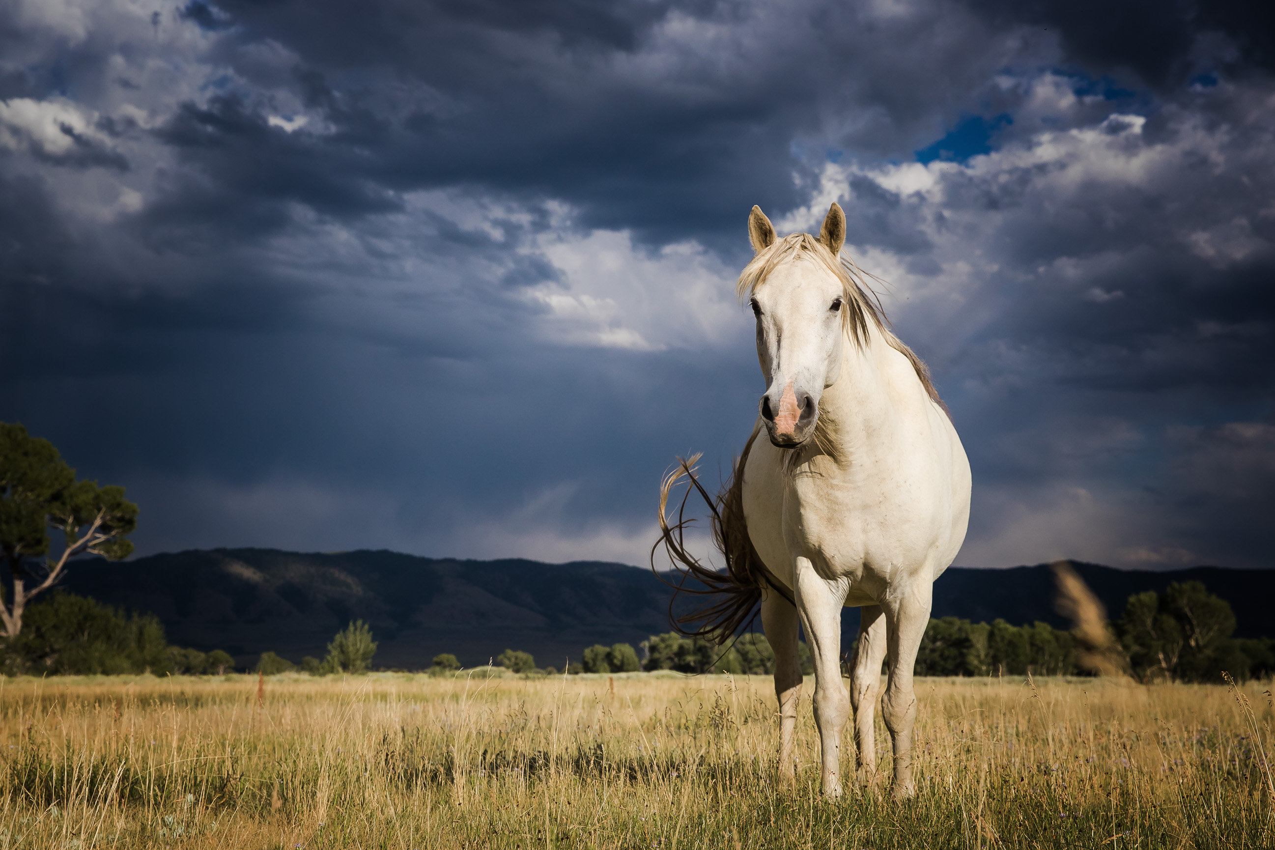 Dallas TX Equine & Equestrian Gallery | Penny Whistle Photography