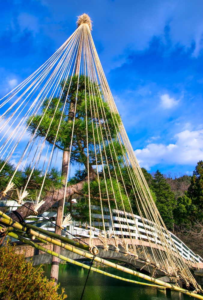 Yukitsuri Japanese Tree Suspenders - Blain Harasymiw Photography
