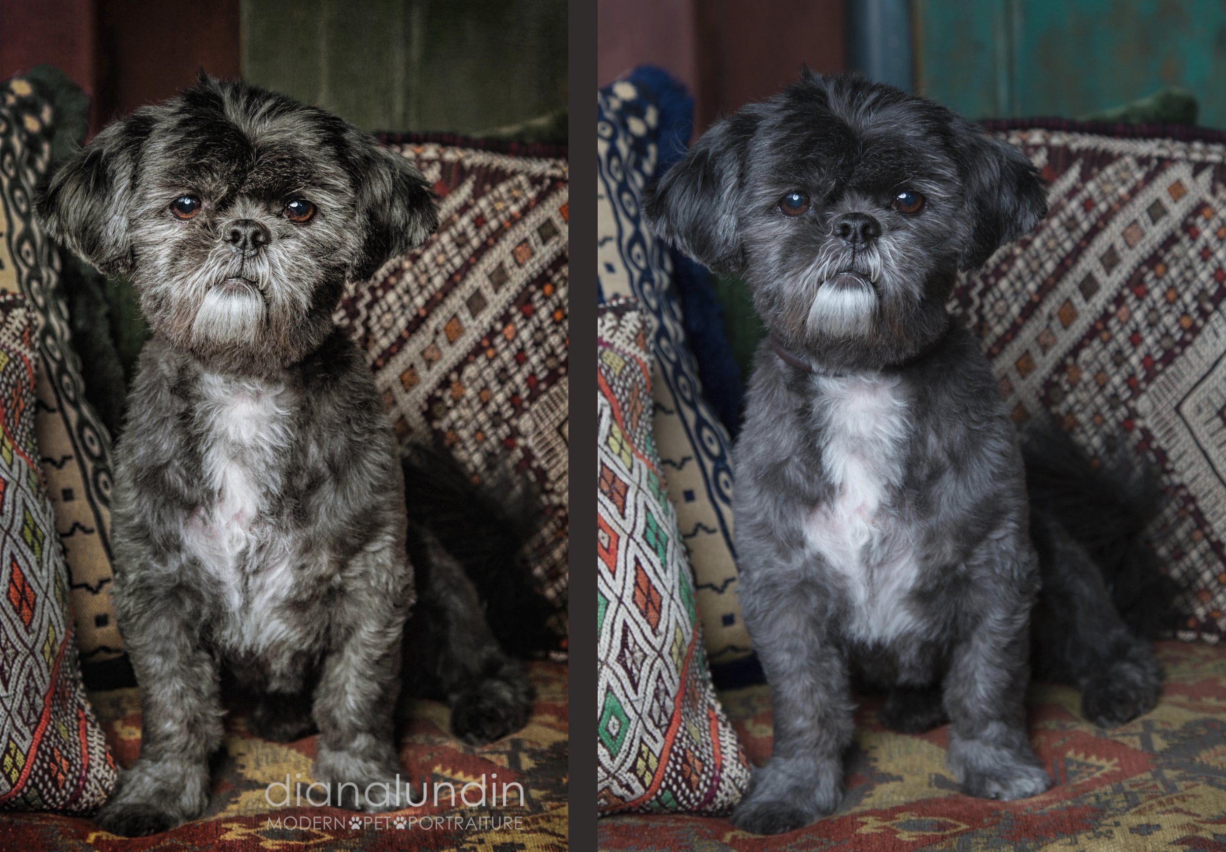 An Example of an Artistically Edited Dog Photo - Los Angeles Pet ...