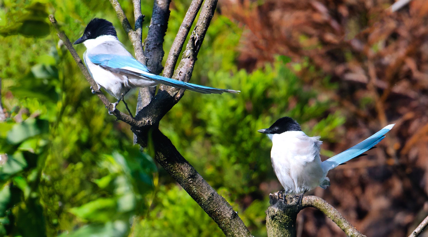 Birds Photography Gallery | Blain Harasymiw Photography