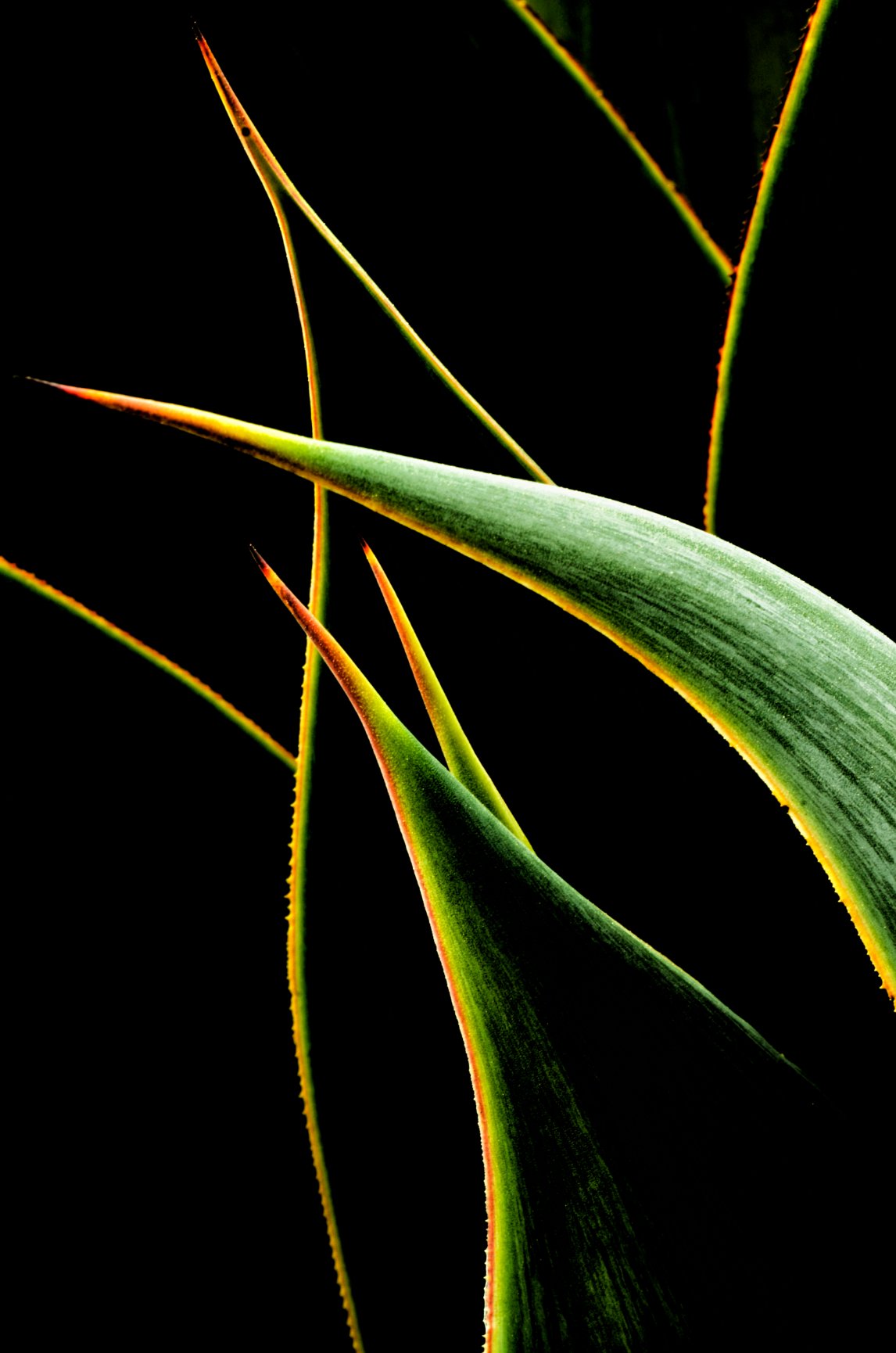 Macro Plant Life by Mike Moats | Award Winning Macro Photographer ...