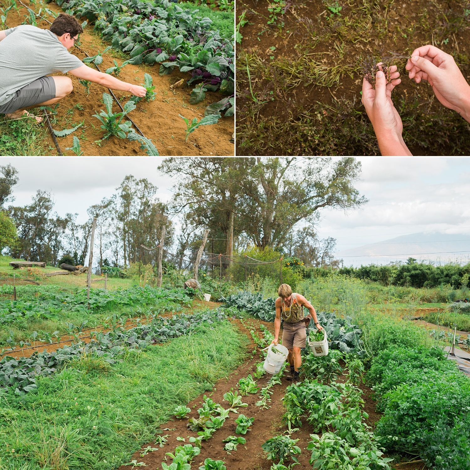 O'o Farm Tour, Up-country Maui