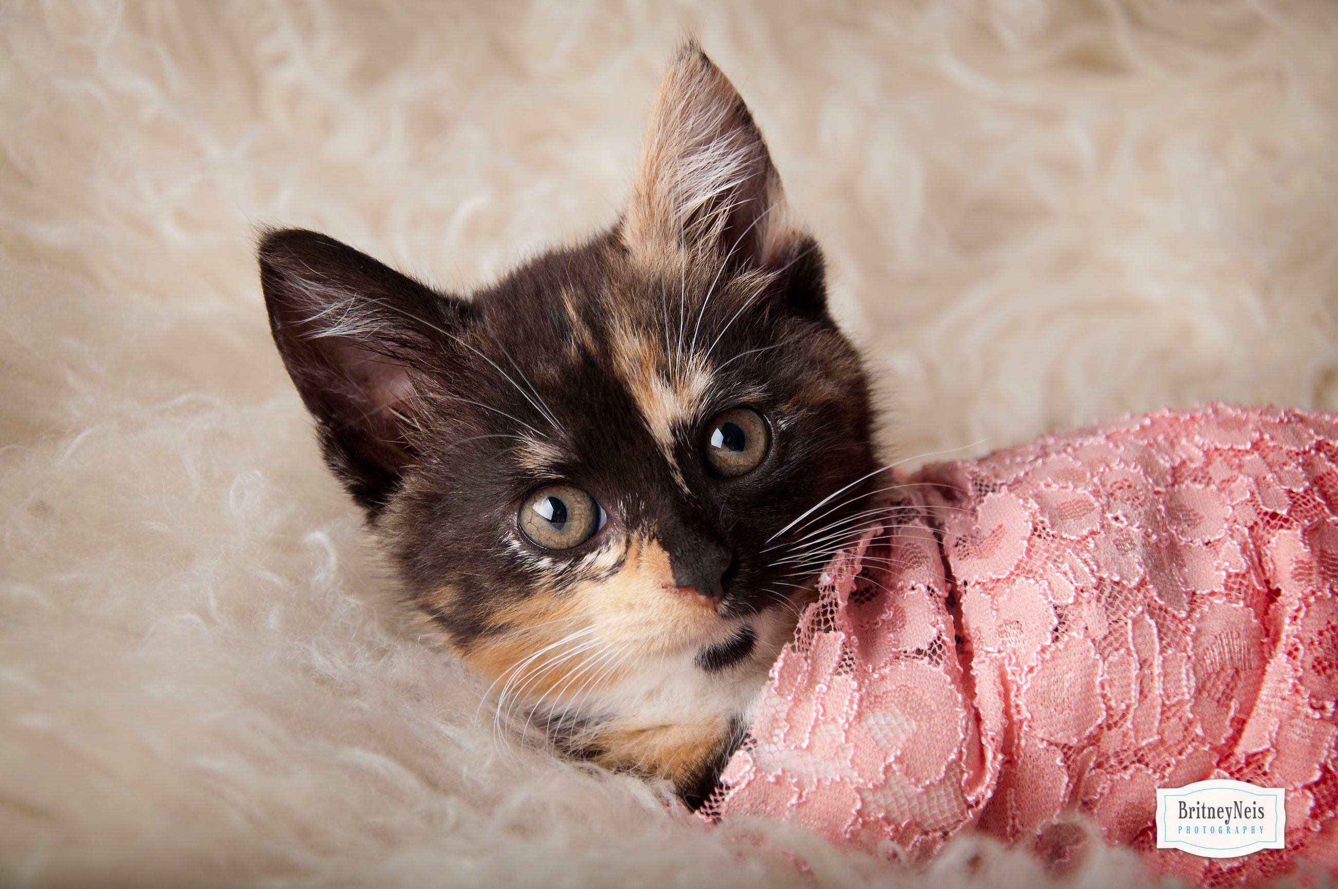 Newborn Kitten - Britney Neis Photography