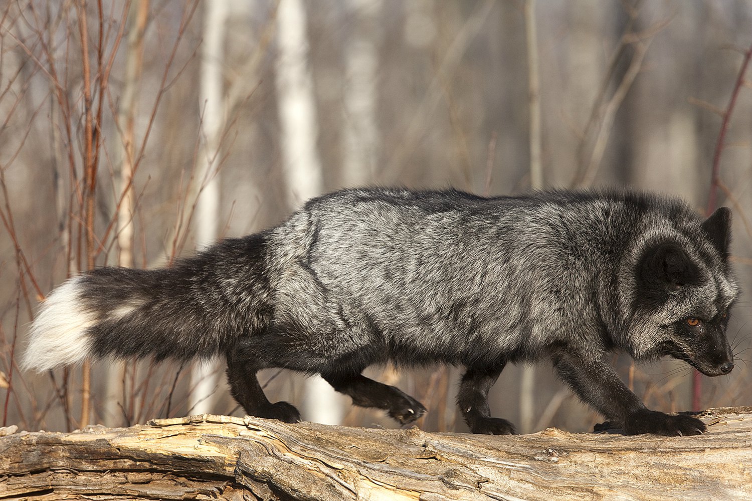 North American Wildlife - Jim Zuckerman photography & photo tours