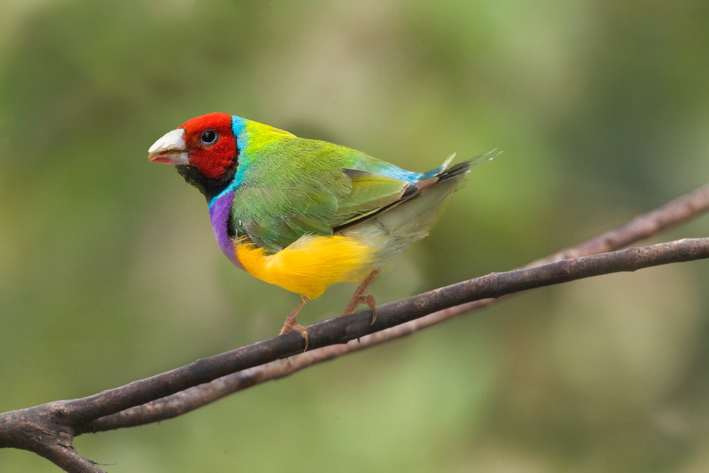 Bird photography - Jim Zuckerman photography & photo tours