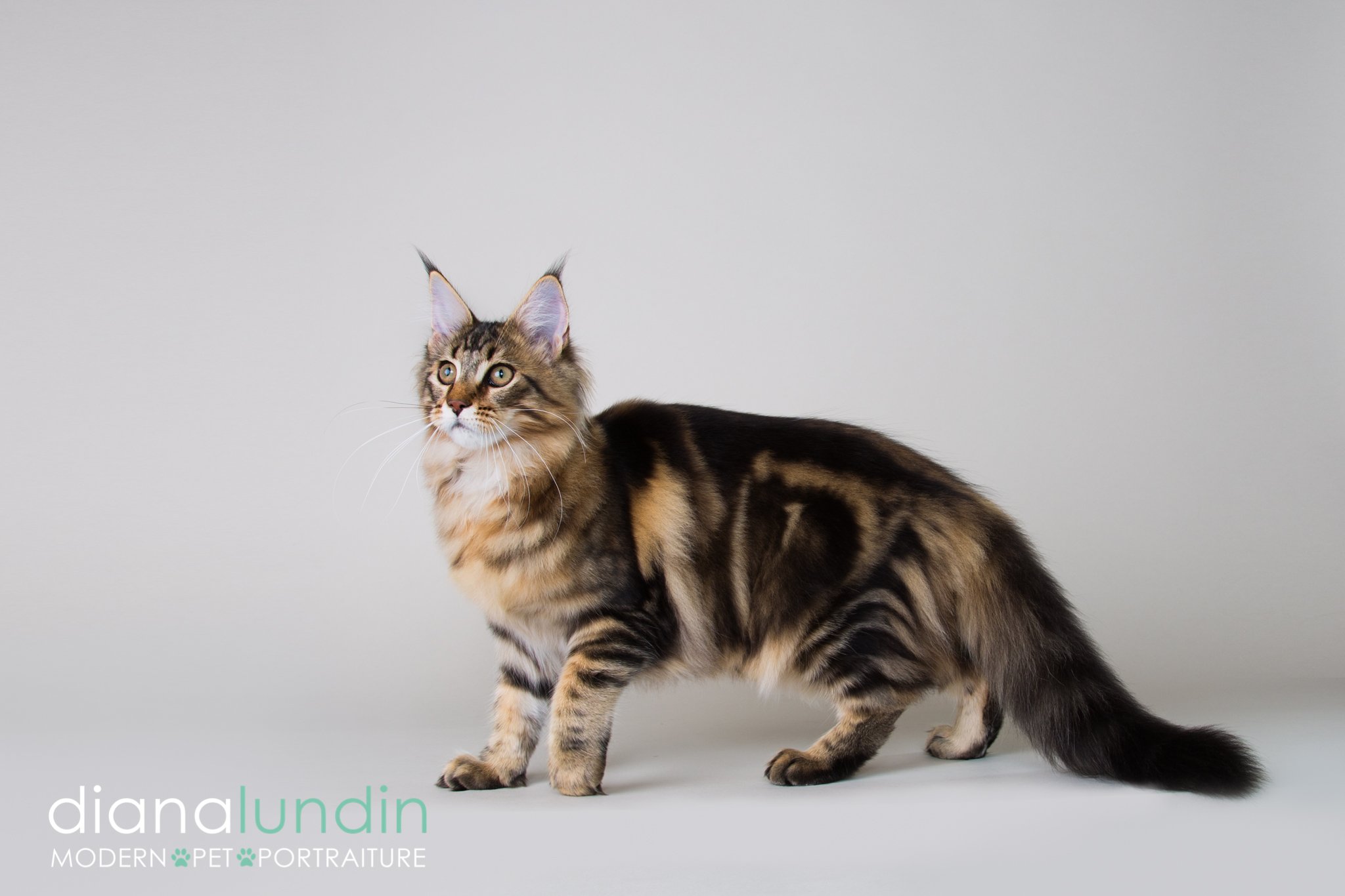 Want to See a Most Beautiful Cat? - Los Angeles Pet Photography of ...