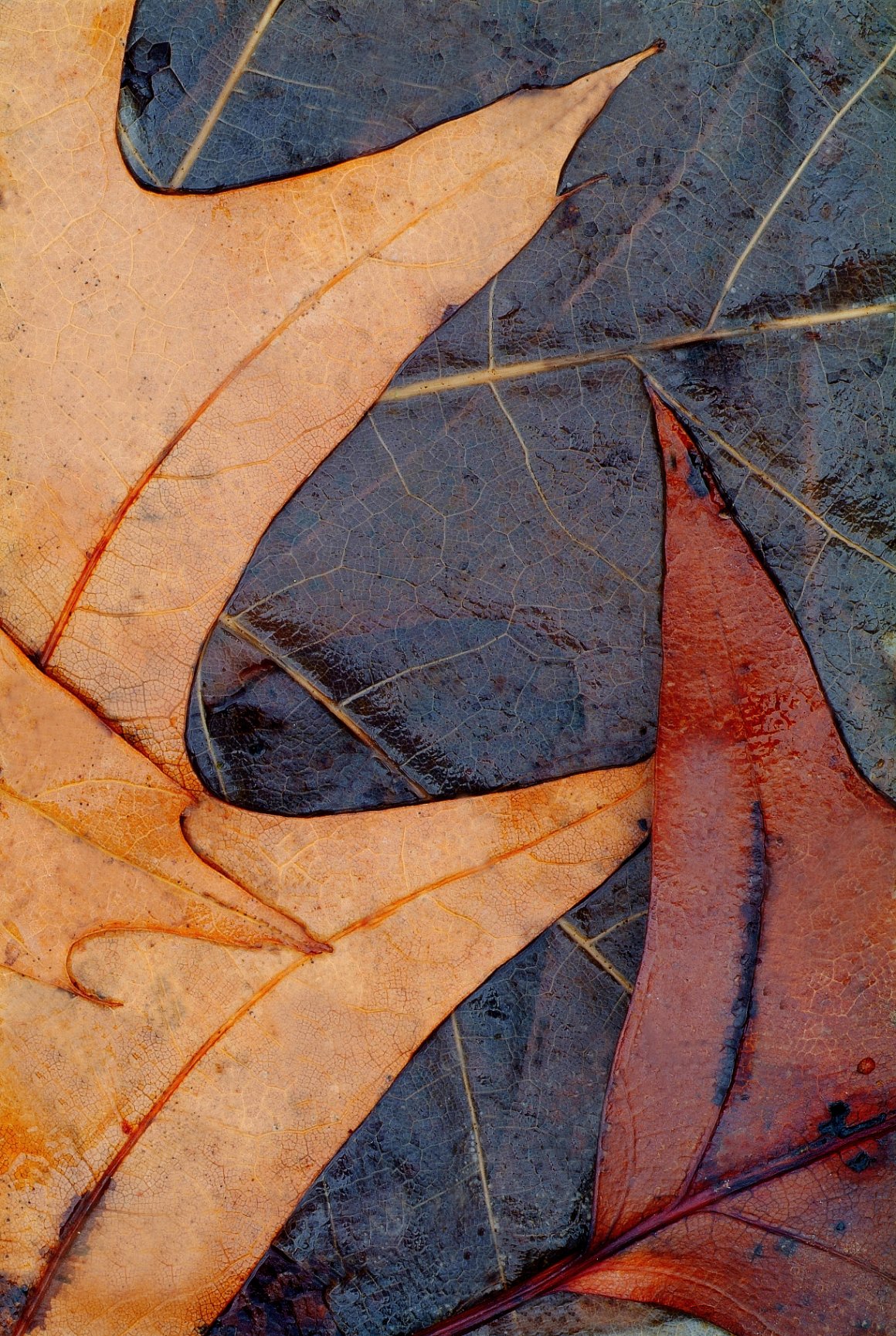 Macro Leaves by Mike Moats | Award Winning Macro Photographer ...