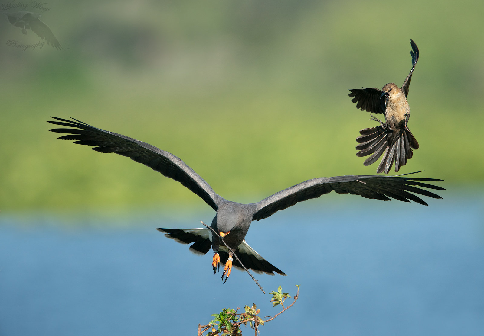 Snail Kites - Whistling Wings Photography