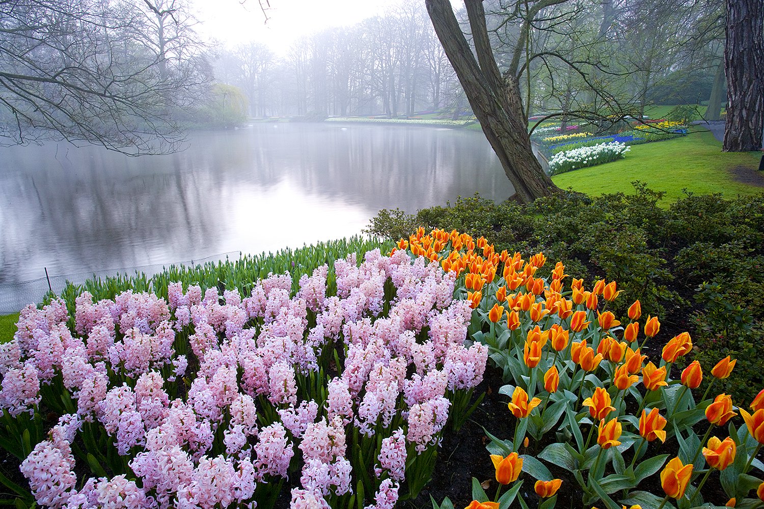 Keukenhof Gardens - Jim Zuckerman photography & photo tours