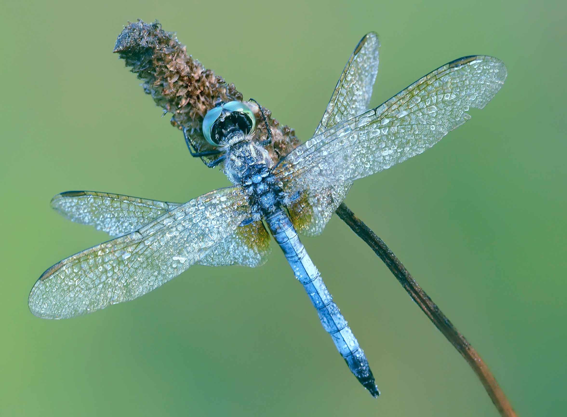 Critters by Mike Moats | Award Winning Macro Photographer | Sterling, MI