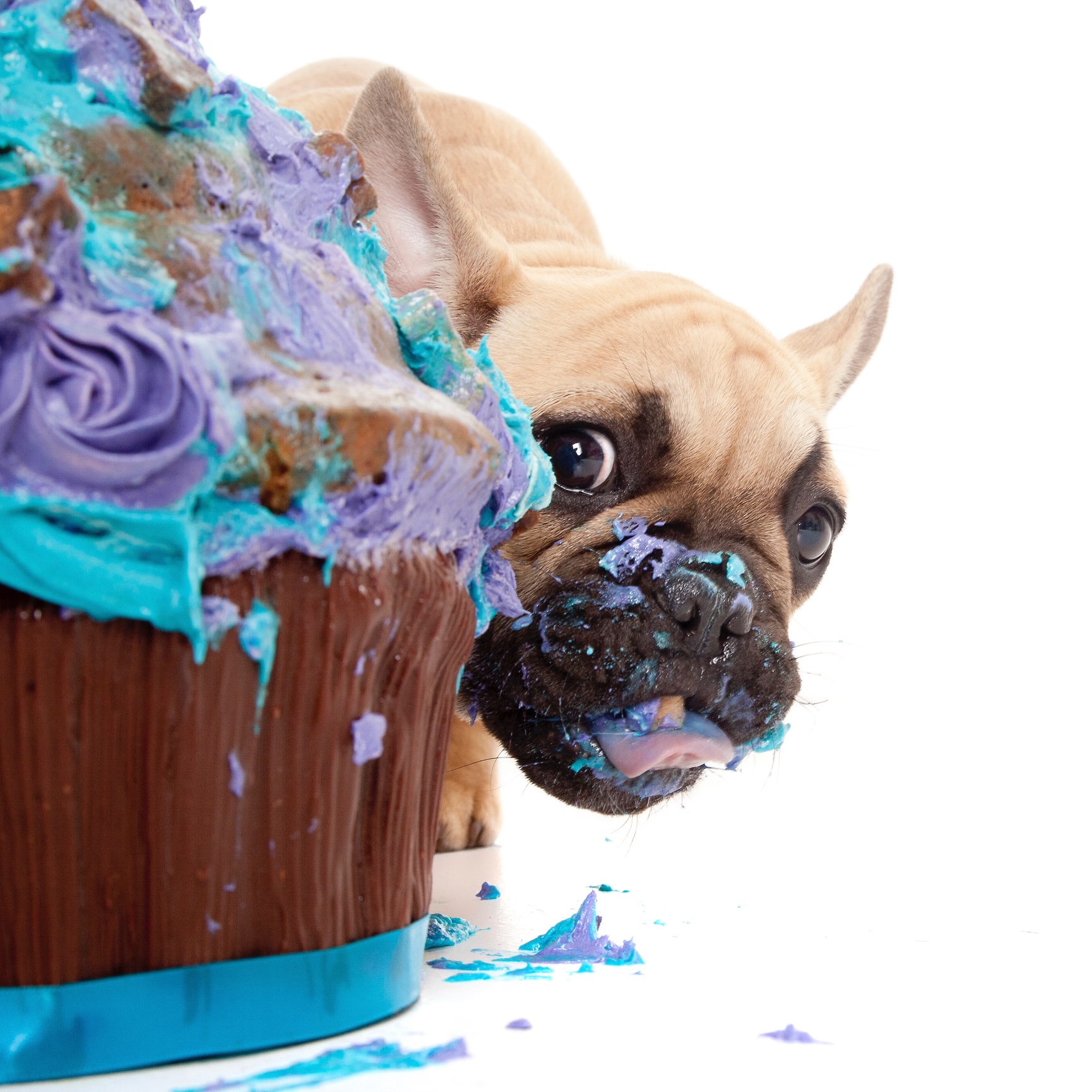 Smash Cake Photoshoot for Dogs Melbourne | Ella + Friends