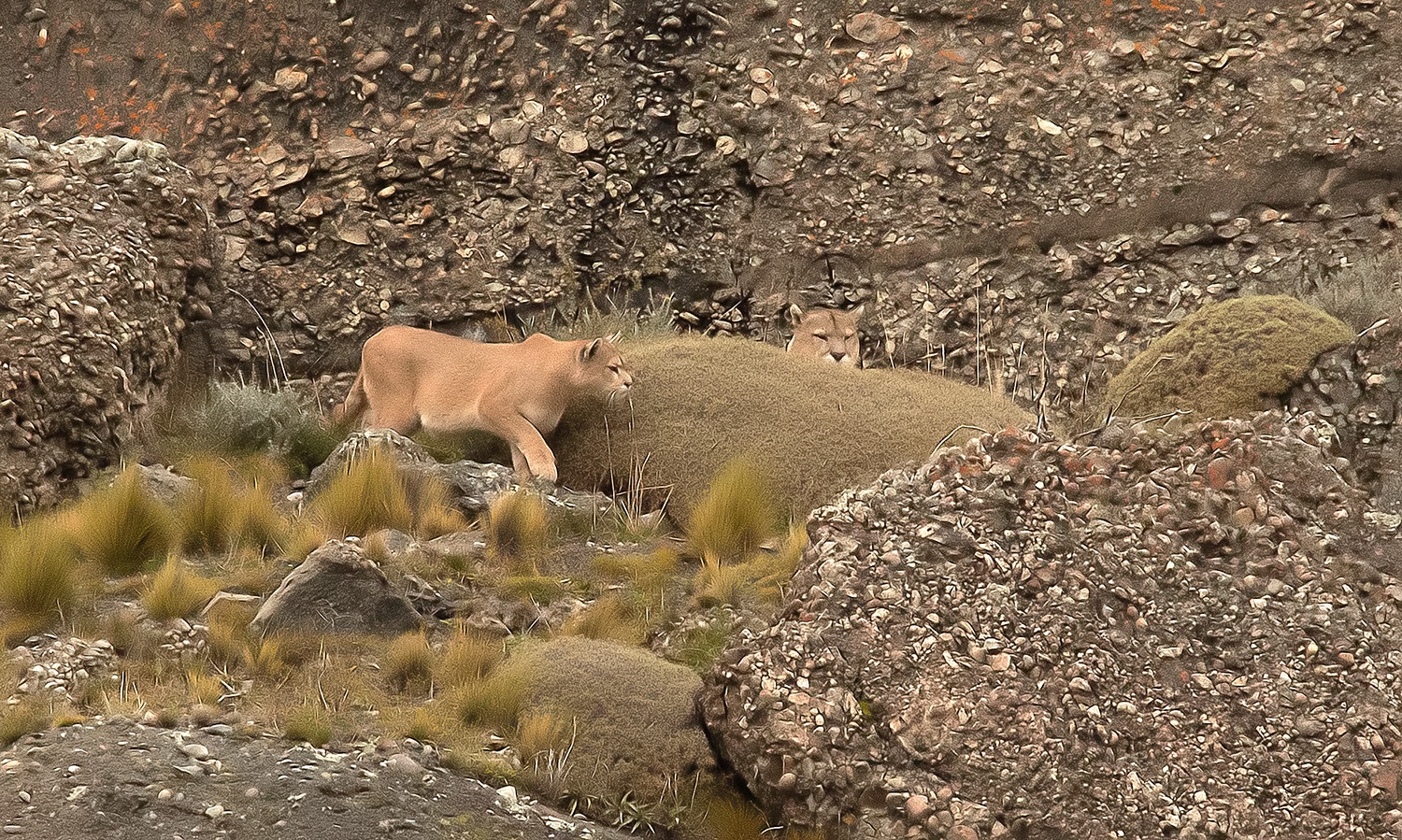 Pumas in the wild! - Jim Zuckerman photography & photo tours