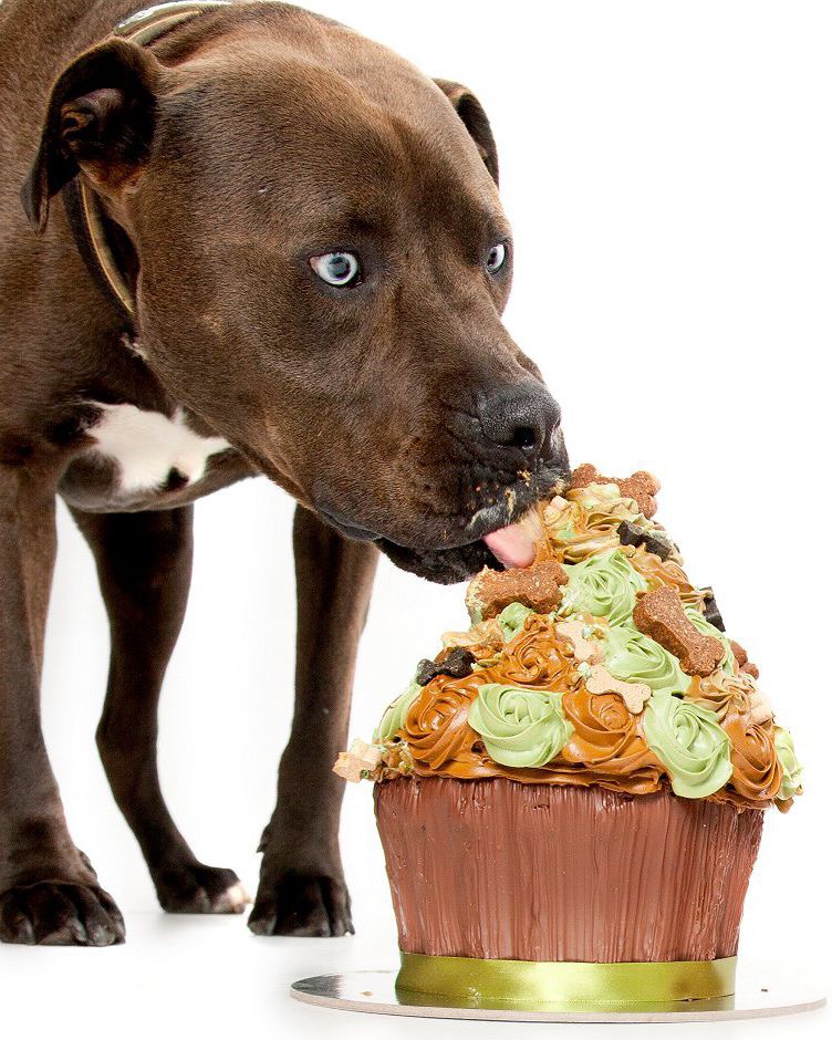 Smash Cake Photoshoot for Dogs Melbourne | Ella + Friends