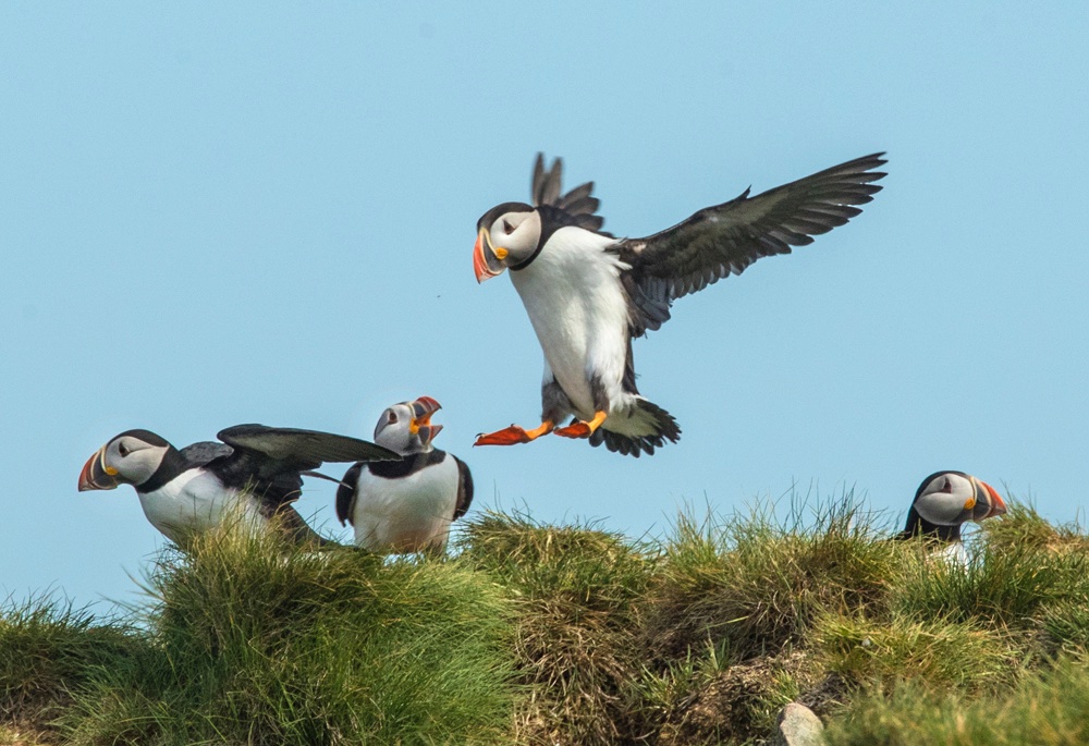 Puffin colony - Jim Zuckerman photography & photo tours