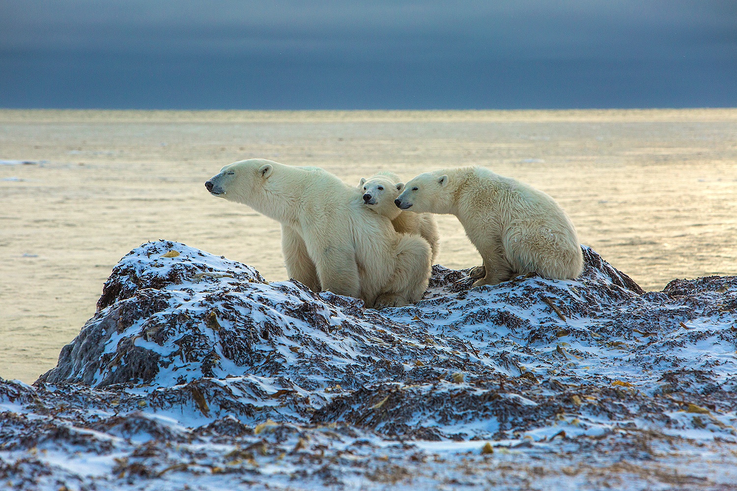 Polar bears 2023 - Jim Zuckerman photography & photo tours