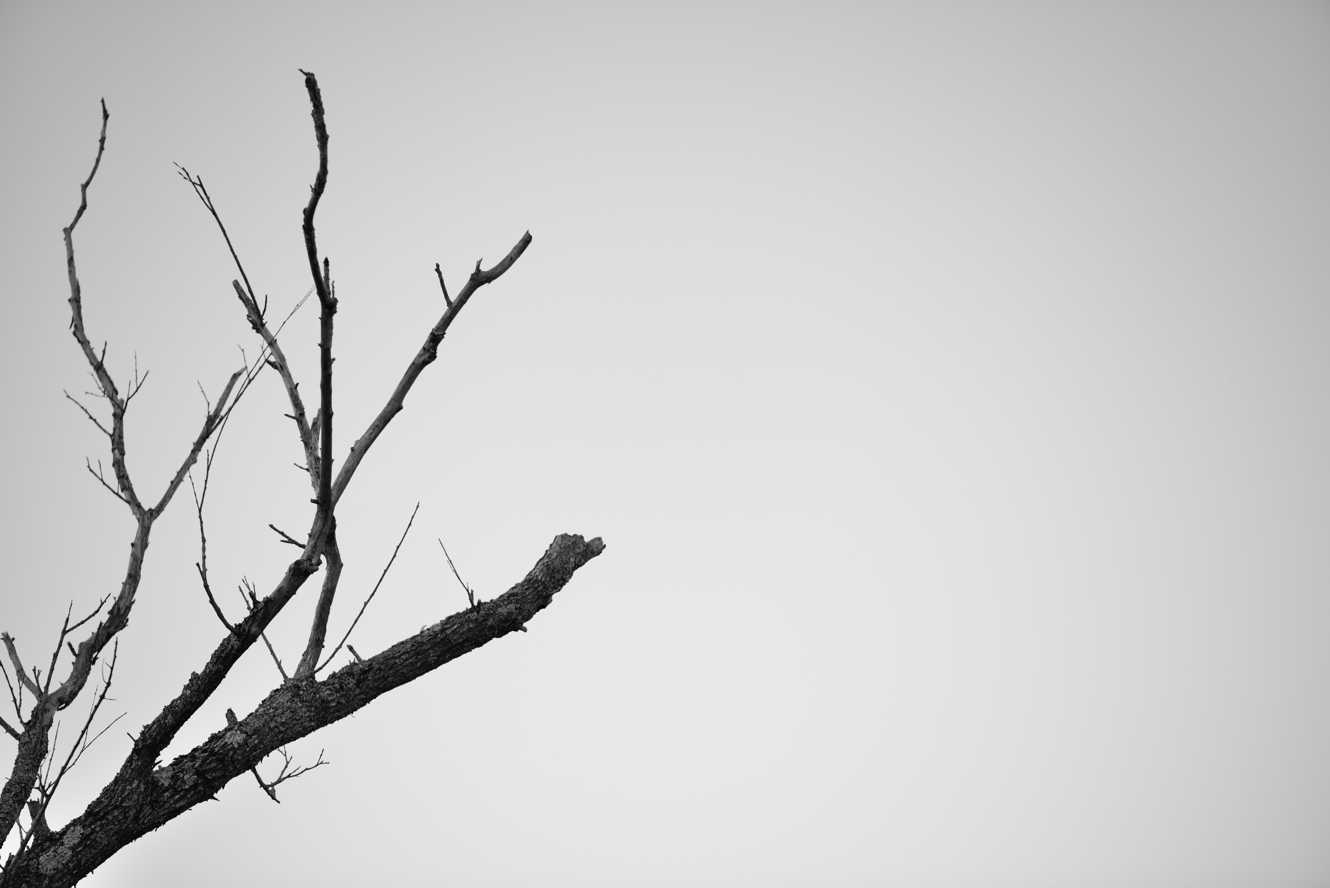 The Beauty of B&W photography - The Studio-Portrait & Commercial ...