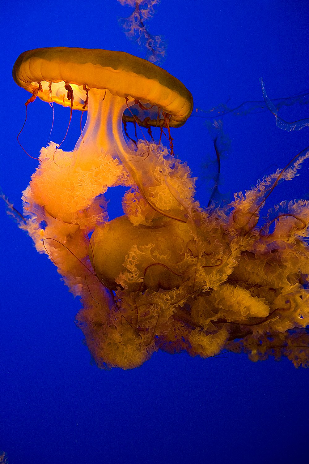 Marine Life - Jim Zuckerman photography & photo tours