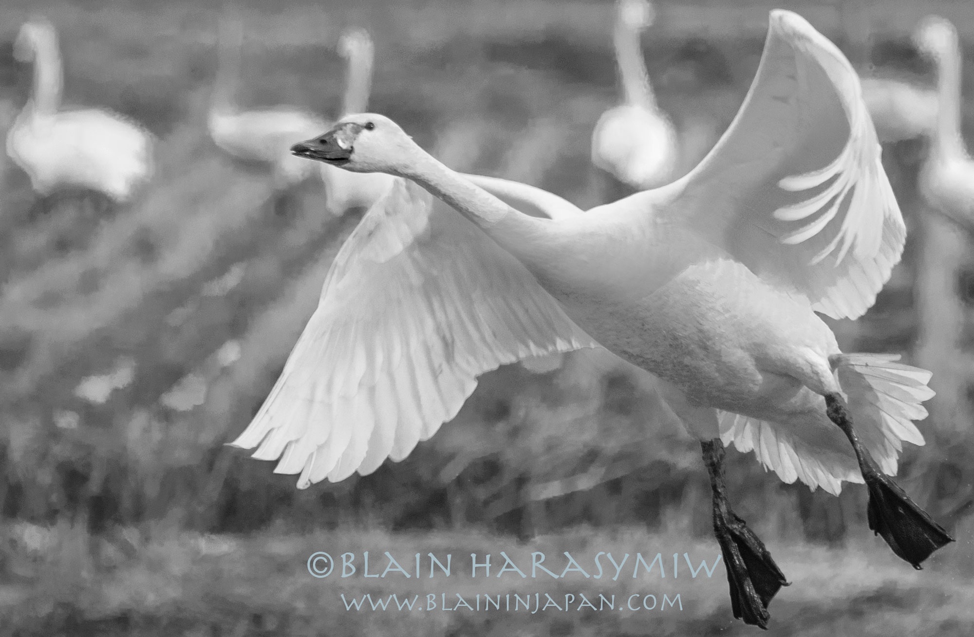 Flight of the Swan - Blain Harasymiw Photography