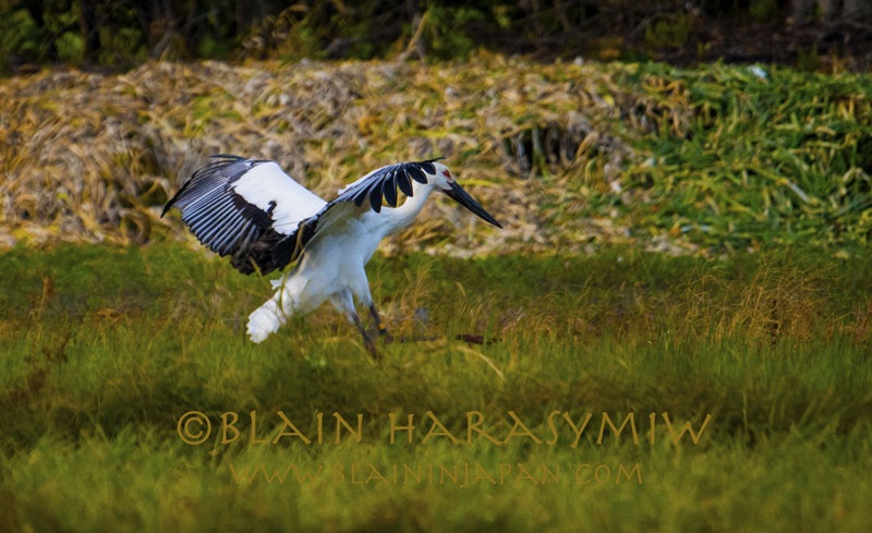 The Oriental Stork Was Extinct