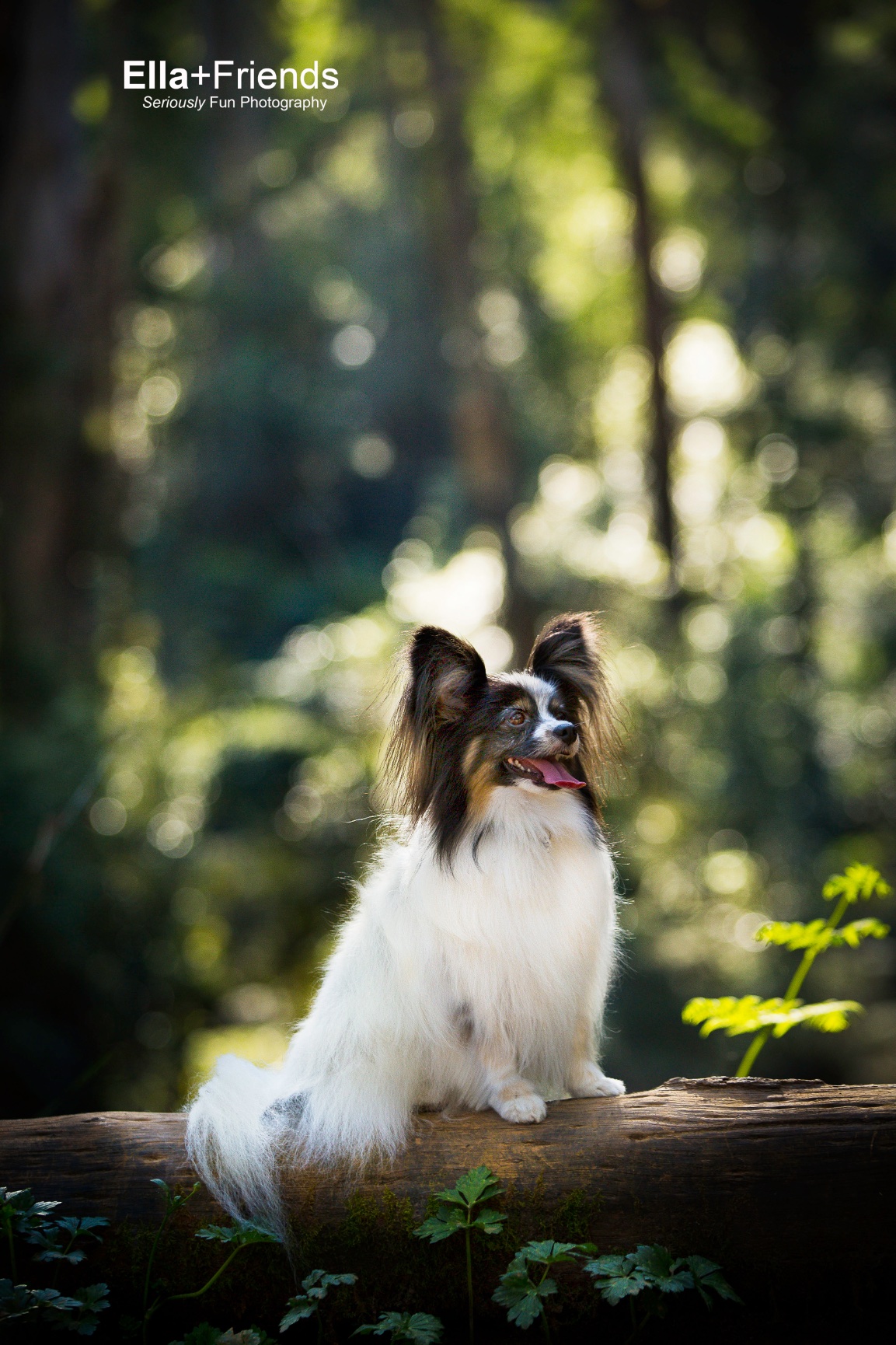 Finley - Ella + Friends