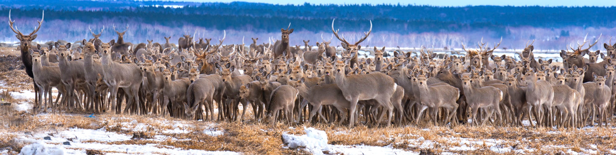 Wildlife in Japan - Blain Harasymiw Photography