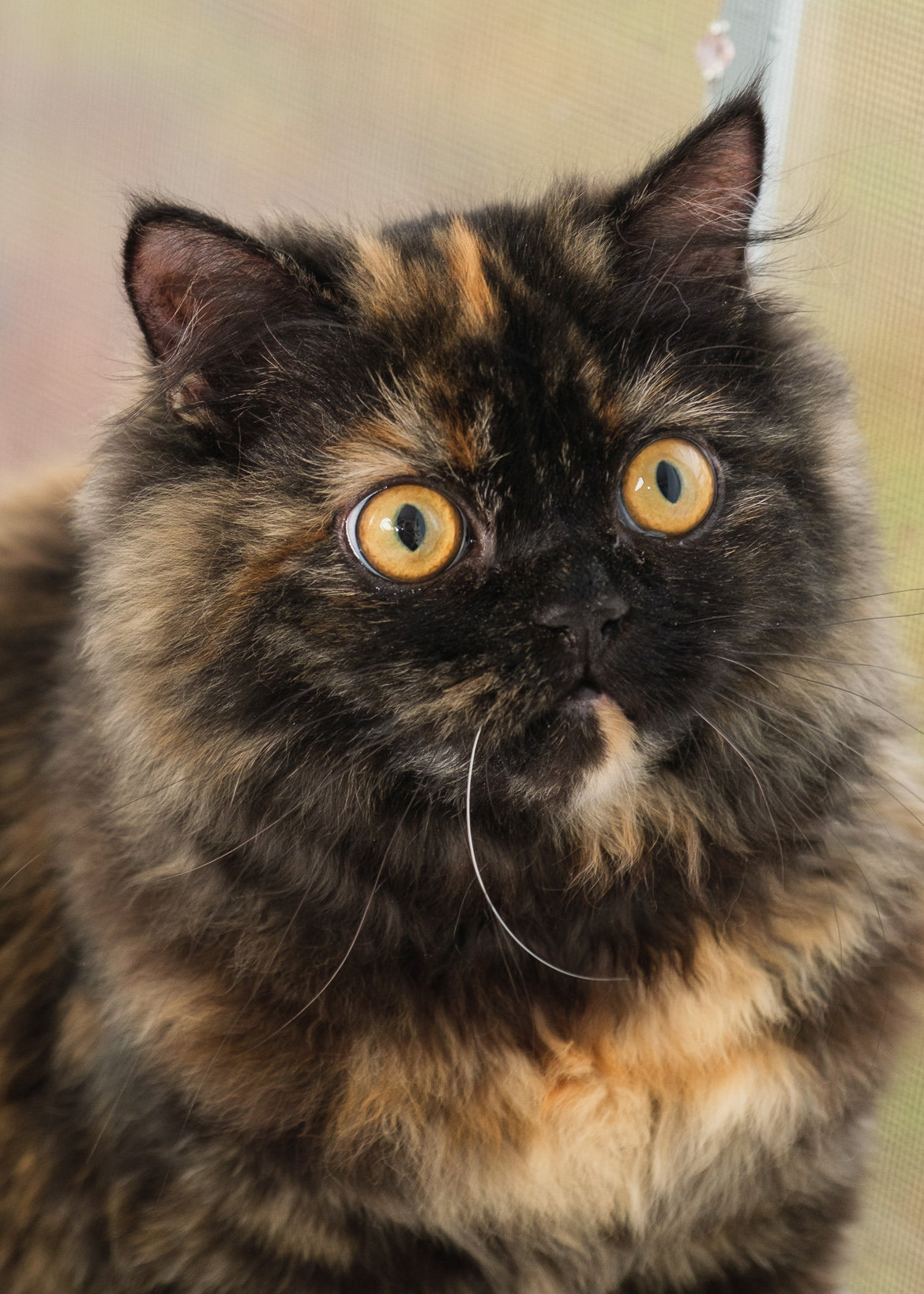 Winnie the Cat - Light and Vision