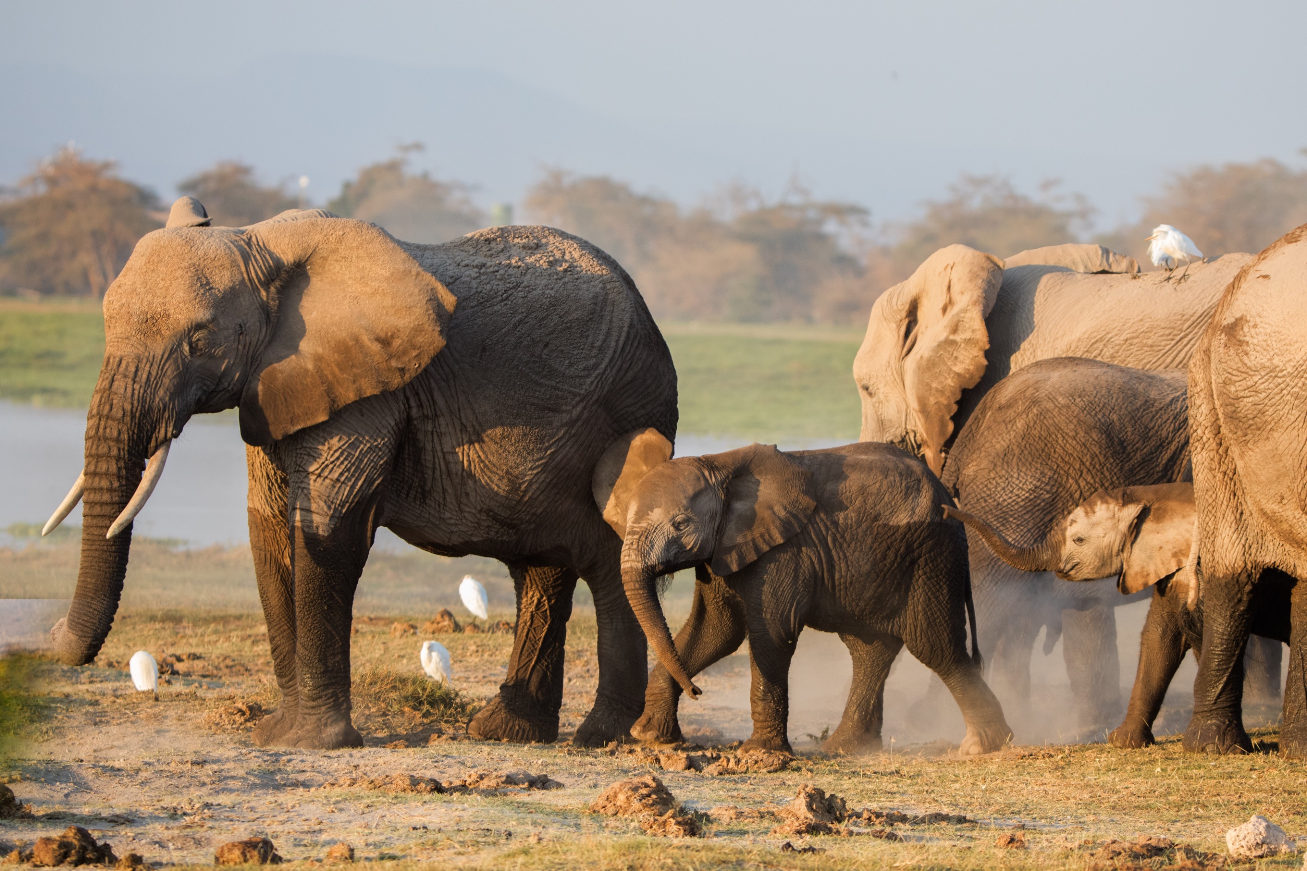 The Elephants of Amboseli National Park, Kenya - Matilde Simas Photography