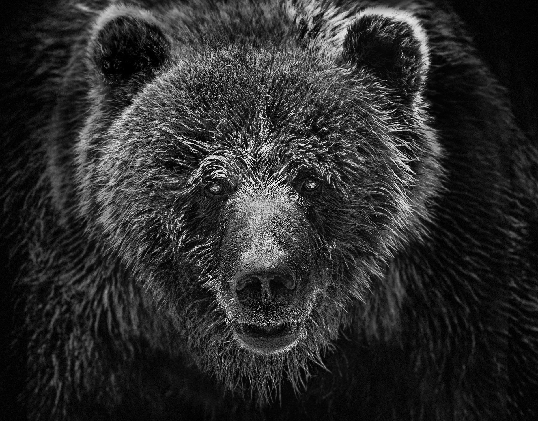 Bear Portrait - shane russeck photo