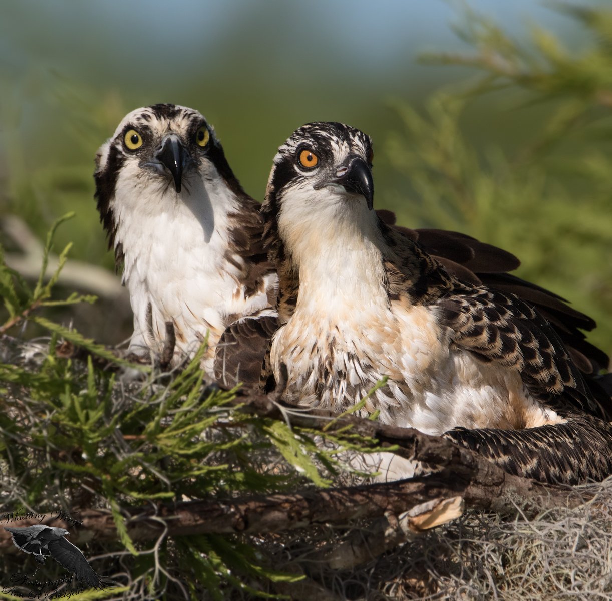 Raptors - Whistling Wings Photography