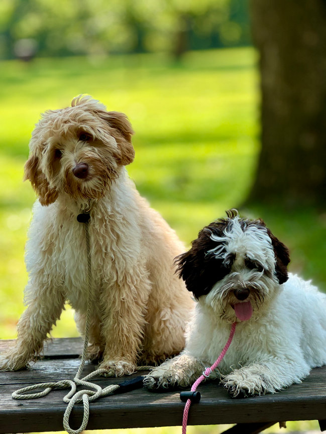 Heritage Manor Labradoodles | Ohio Labradoodle Pack Walks