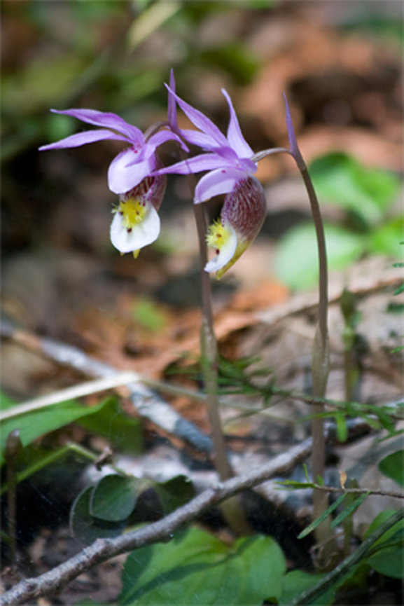 GALLERY - John M Alexander