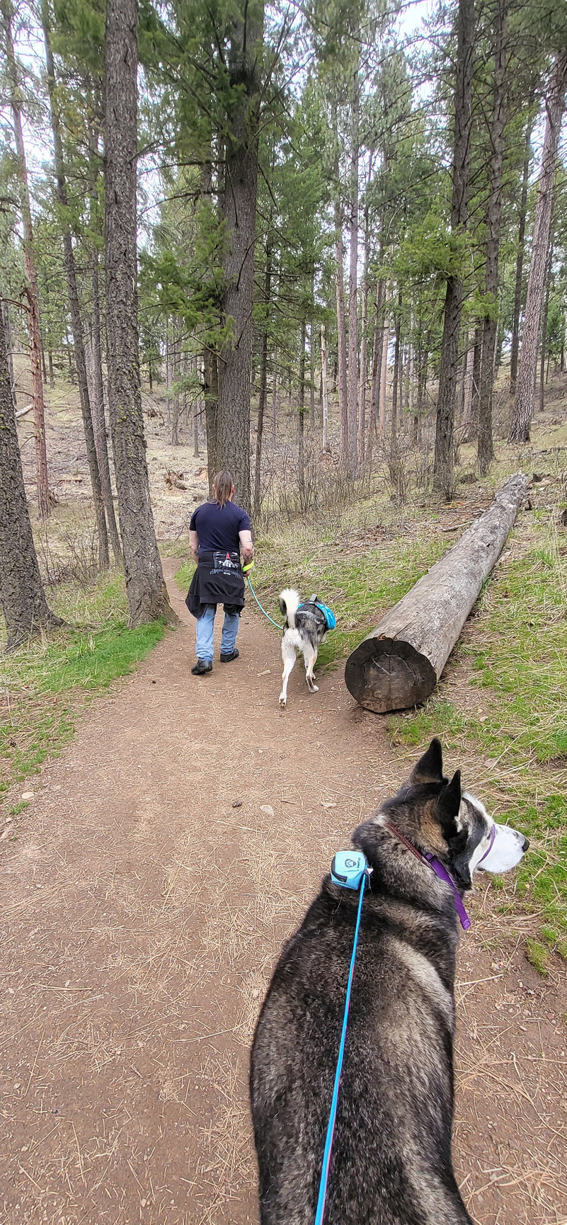 Hike-Dog Review: Mineral Ridge - Furever Photography
