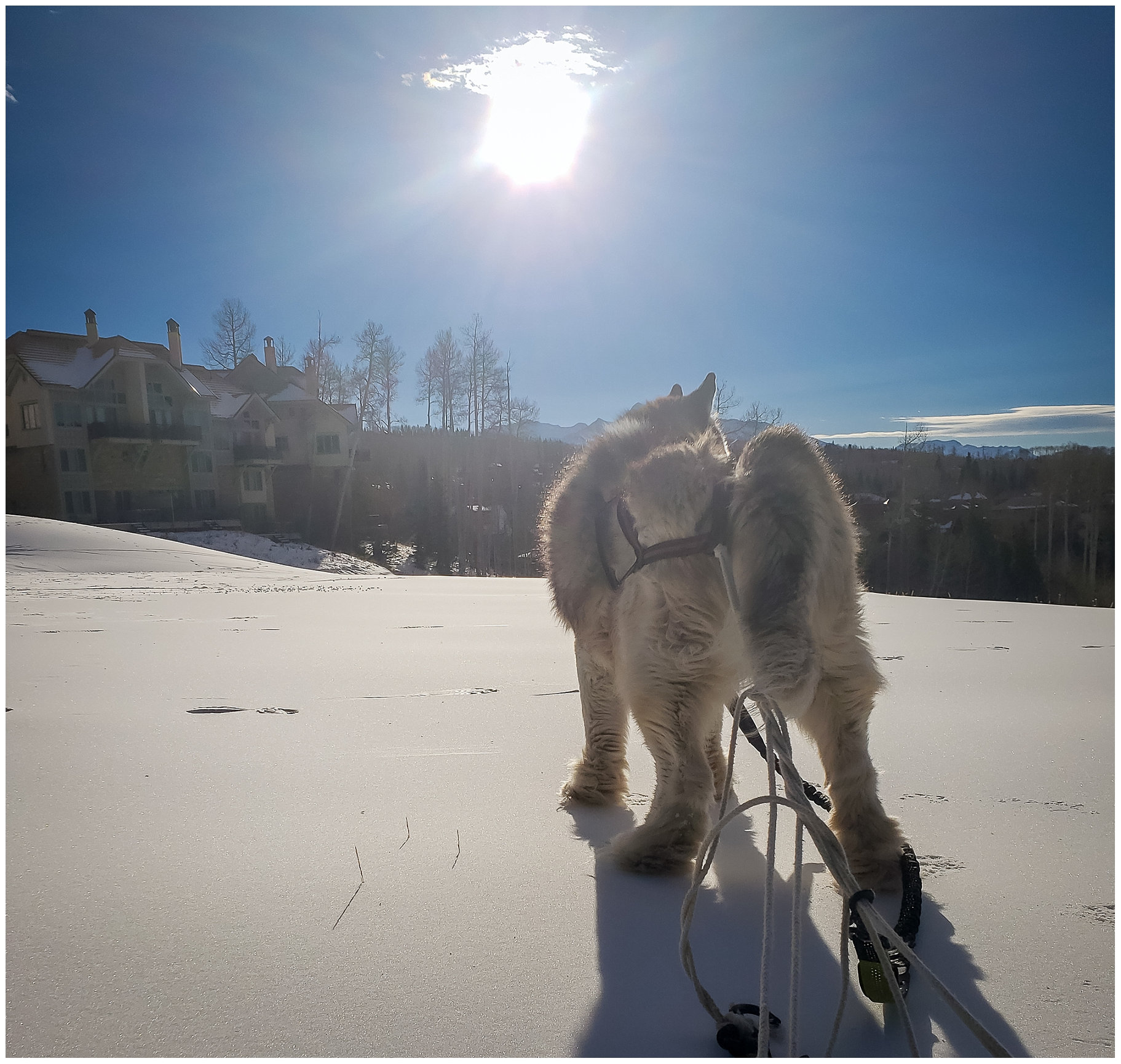 Dog Highlight: Sled Dogs - Furever Photography