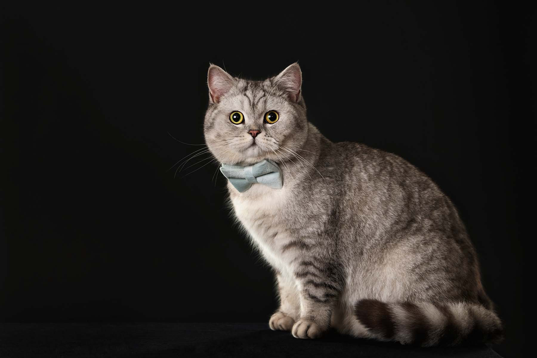 A cat friendly studio experience - Critter Collections by JSP Edmonton ...