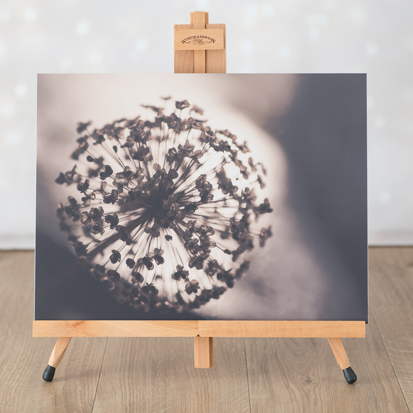 HOME | Susan Phelps Fine Art Flower PHOTOGRAPHY | WOKINGHAM