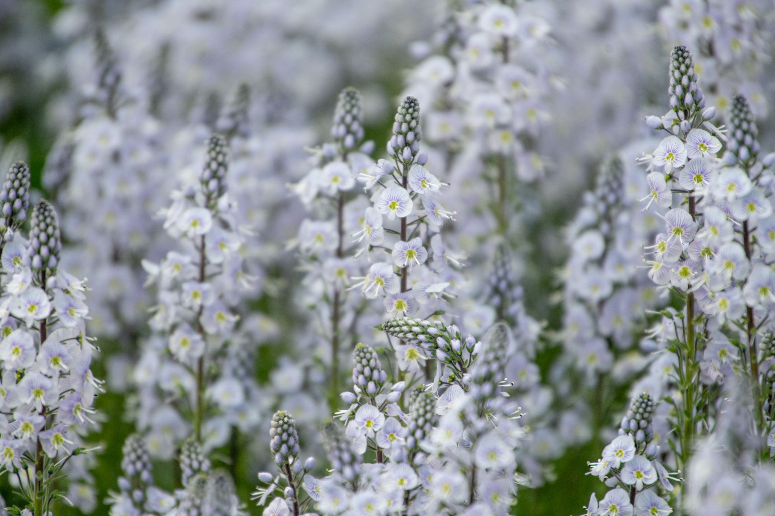 HOME | Susan Phelps Fine Art Flower PHOTOGRAPHY | WOKINGHAM