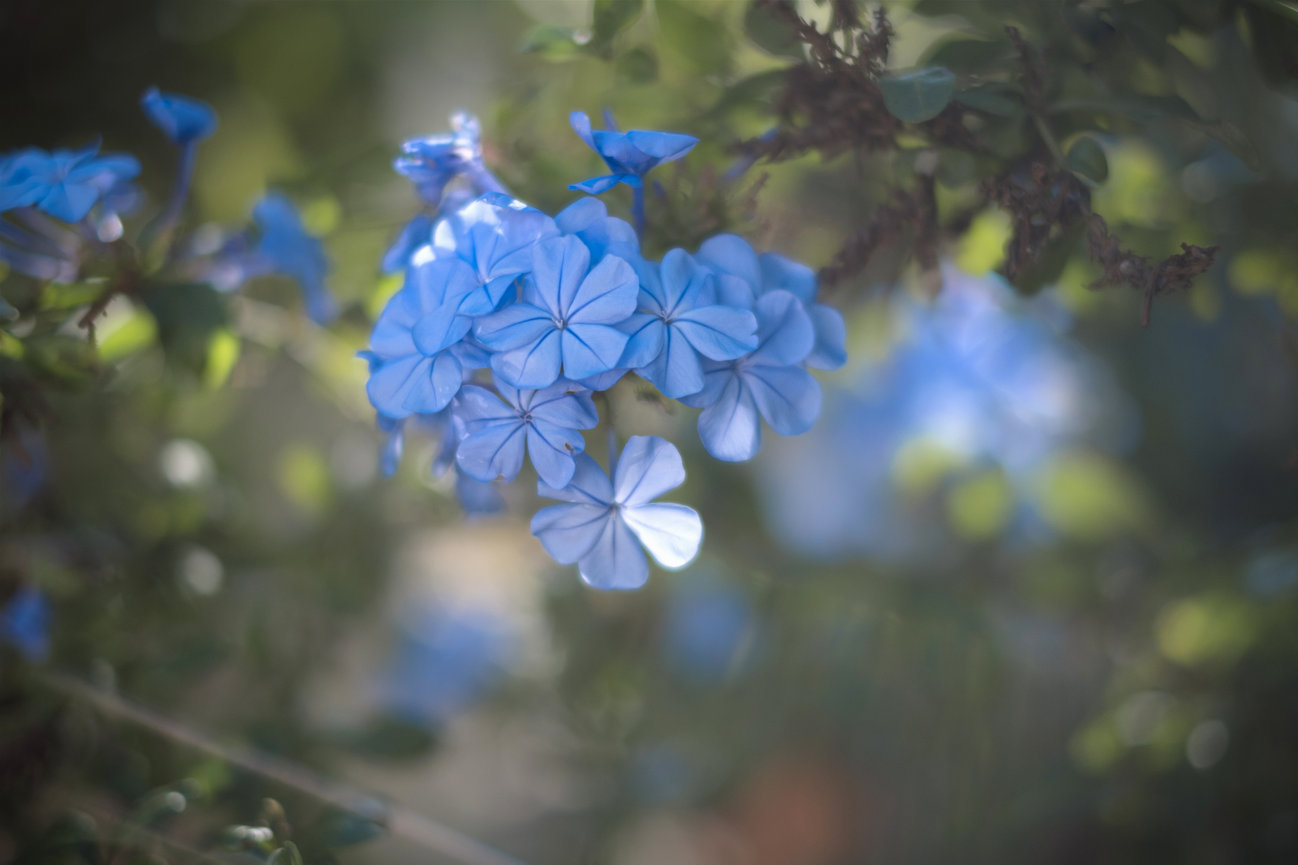 HOME | Susan Phelps Fine Art Flower PHOTOGRAPHY | WOKINGHAM