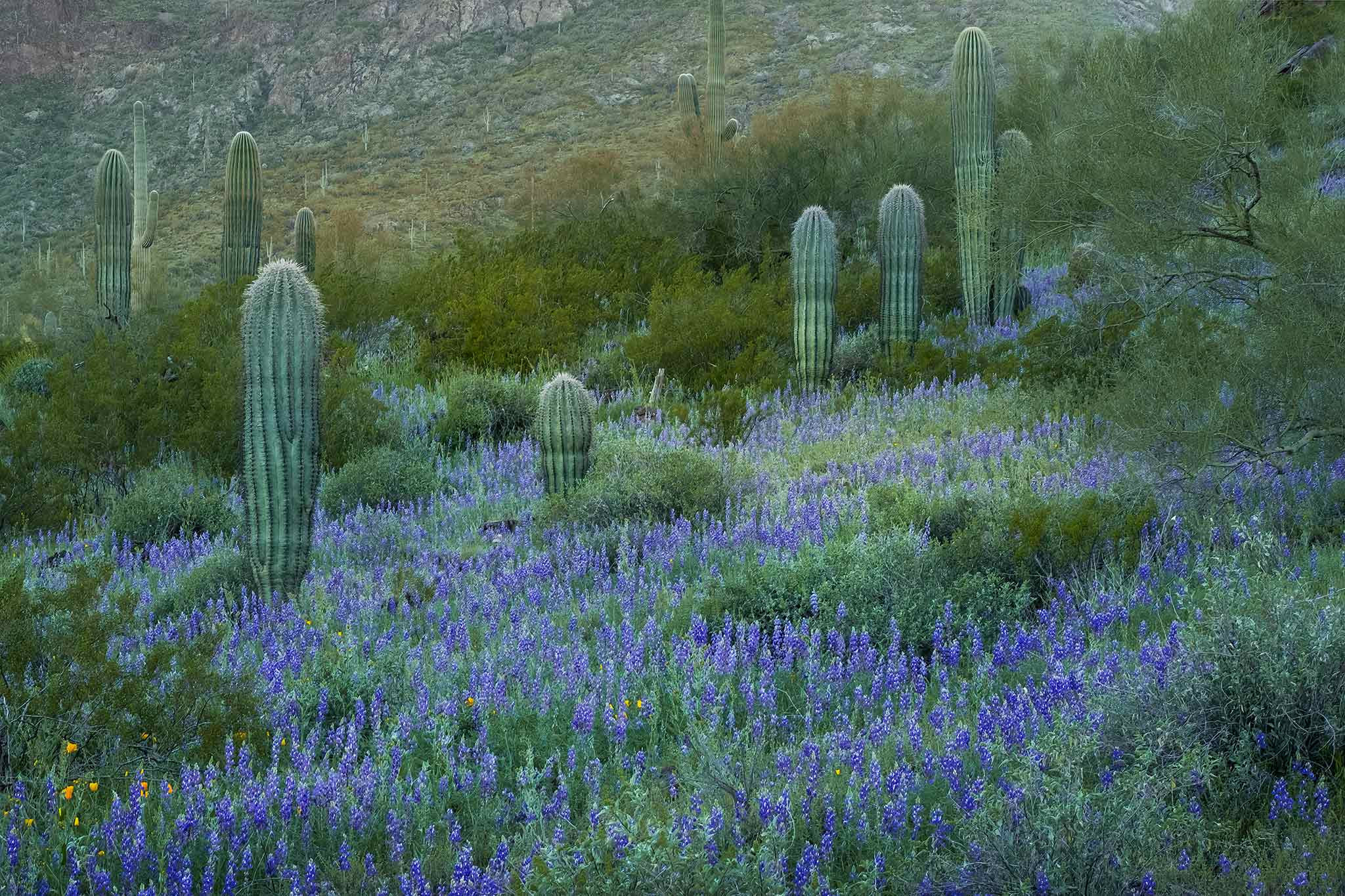 Rob Strain - Southwest Fine Art Photography