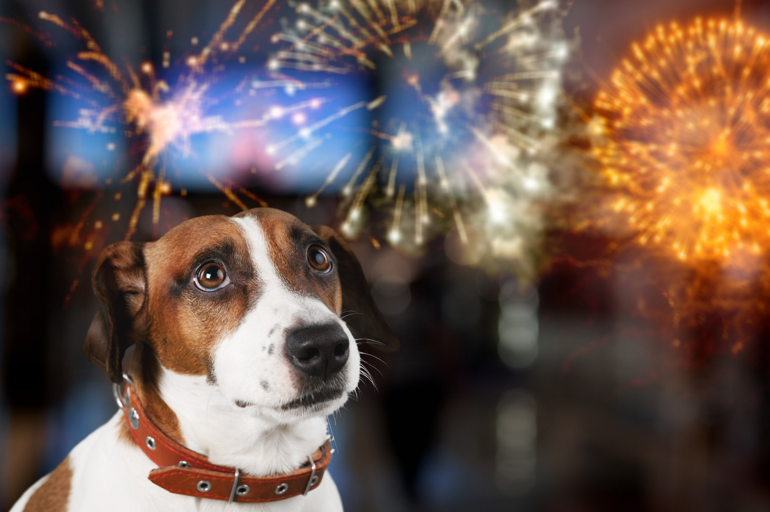 How to Calm Your Dog During Fireworks and Storms | Summer Dog Care