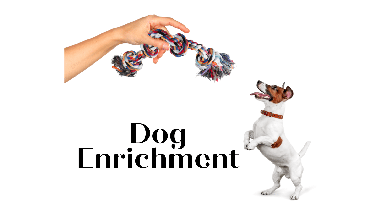 Dog Enrichment Activities - Kim Yanick Portraits