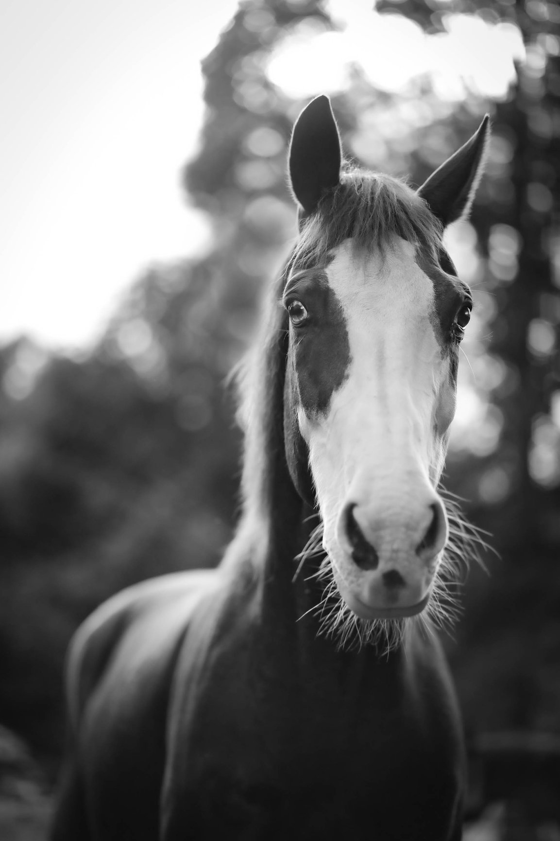 Natalie Parry Photography | NEPA Family and Equine Photographer