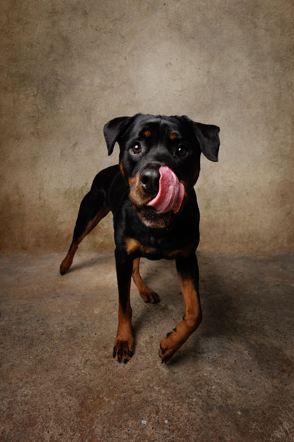 Rosie the Rottweiler - Kim Yanick Portraits