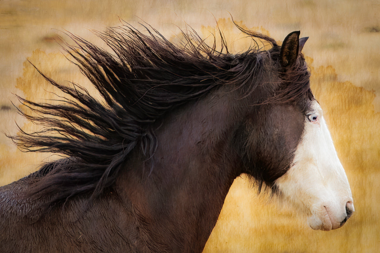 HORSES AND AMERICANA - John Mohar Photography