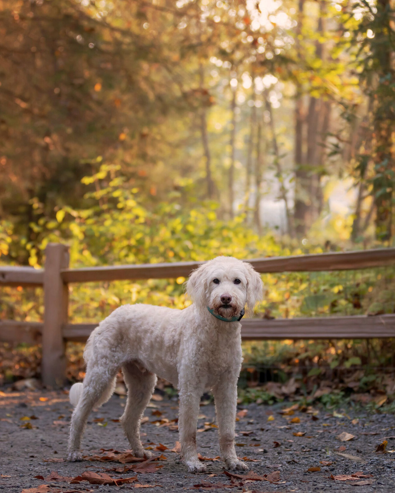 Fraser Valley & Greater Vancouver Pet Photography | Cedar & Bark