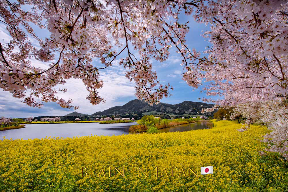 Cross-country Japan Cherry Blossom Photo Tour - Blain Harasymiw Photography